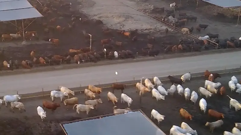 Food on Film presents Meat the Future - Exeter Observer